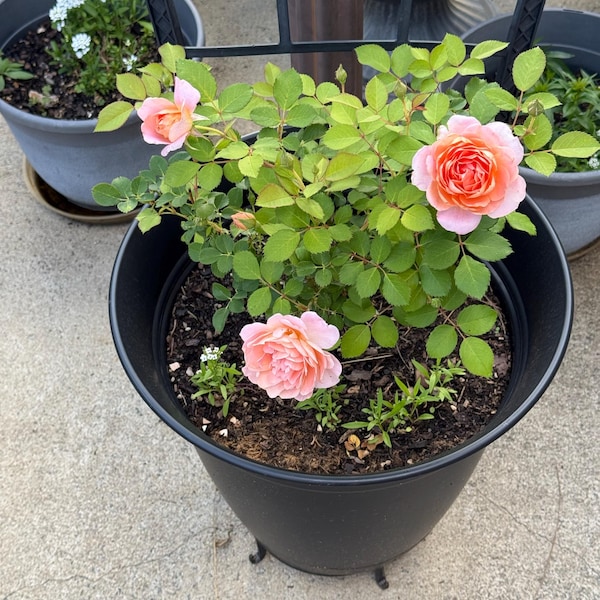 Victorian Secret | 维多利亚秘密 | Netherlands Florist Shrub Rose | Long ...