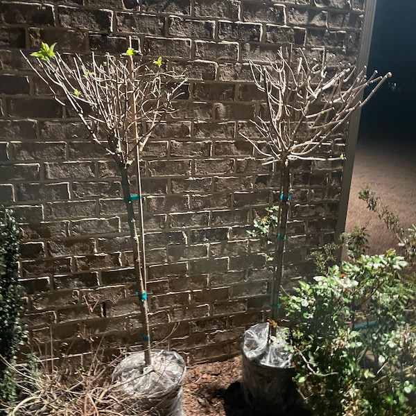 Limelight Hydrangea Tree | Limelight Hydrangea P. USPP 12,874, Can ...