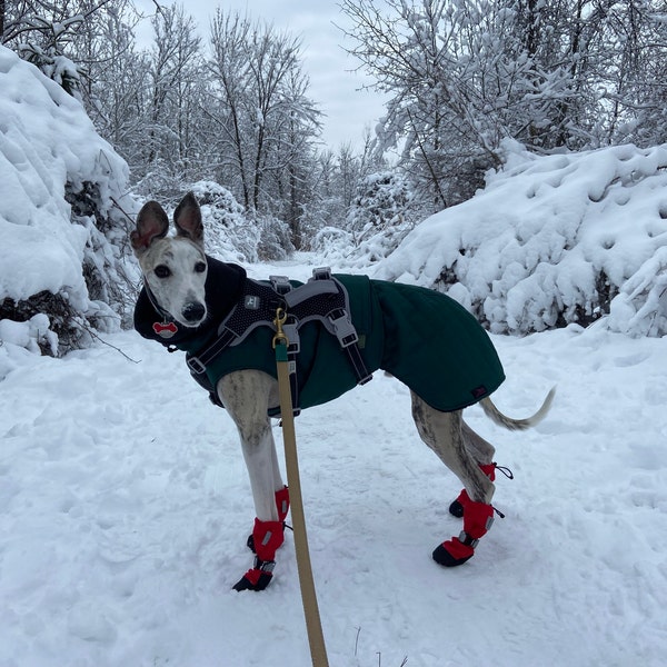 Waterproof Winter Coat for Whippets, Sighthounds and Other Dogs - Etsy