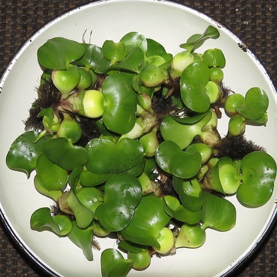 Azolla Duckweed Fern Fairy Moss 5oz Easy Floating Live Aquarium Plants ...