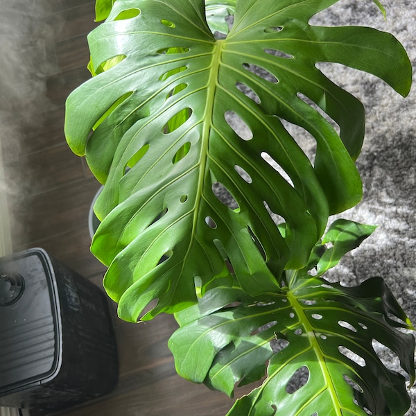 Monstera Deliciosa TRUE Deliciosa Leaf Cutting From Huge Mother Plant ...