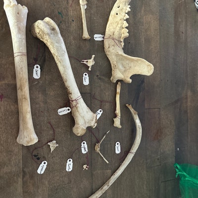 Deer Leg Bones Set of 4 - Etsy