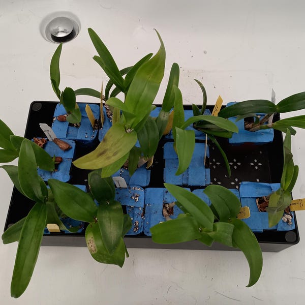 Double Rose Pikake hawaiian Pronunciation of peacock a Sweet-smelling ...