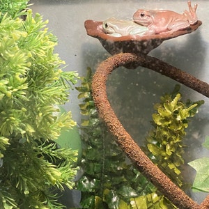 Frog and Gecko Hanging Mushroom Platform - Etsy