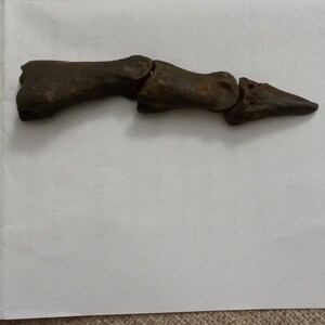 Excellent Fossilized Turtle Toe Bone Pleistocene 10000 24 | Etsy