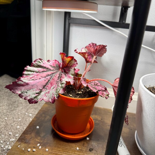 Live House Plant Bloom Fuchsia African Violet Harmony’s ‘vat Real Life ...