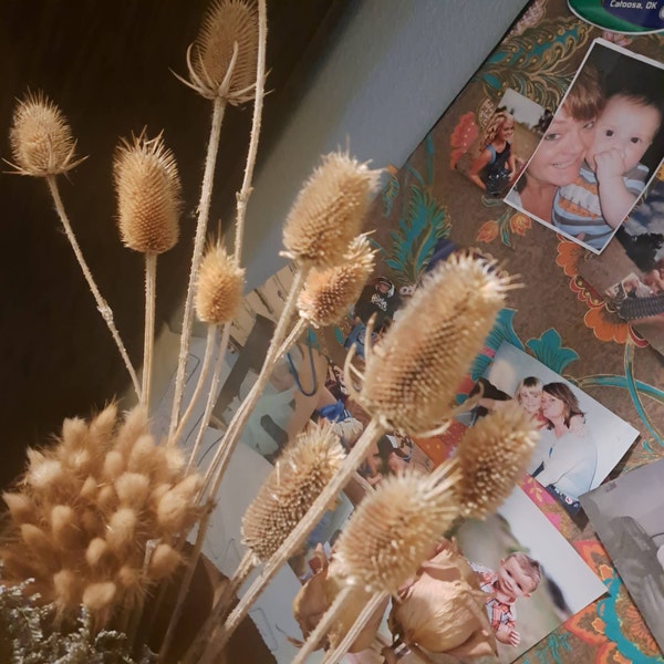 Dried Teasel Heads & Yucca Seed Pods Stems Art Supply Natural Thistle ...
