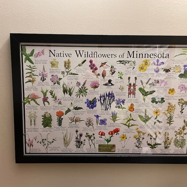 Native Wildflowers of Minnesota / State Flower Field Guide Providing ...