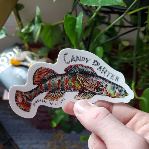 Candy Darter Sticker - Waterproof, Vinyl - Etsy