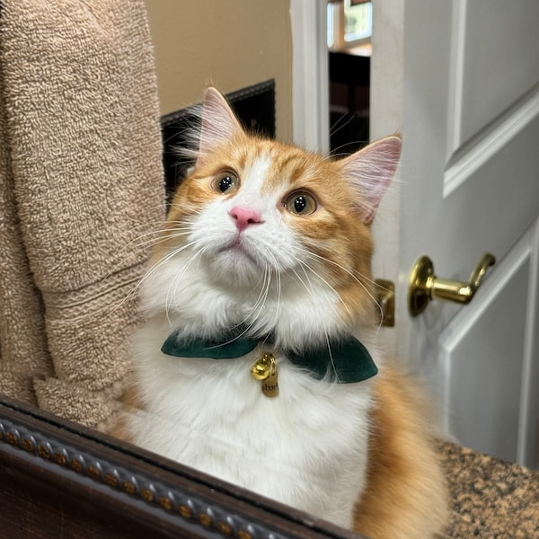 12mm Custom Tiny Tag, Small Pet Tag, Dog Tag, Puppy Tag, Kitten Tag ...