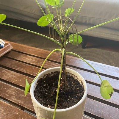 Rainbow Plant Trellis for Indoor Plant / Plant Accessories/ Plant Stake ...