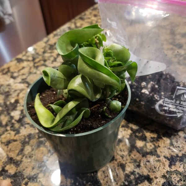 Philodendron 69686 Starter Plant ALL STARTER PLANTS Require You to ...