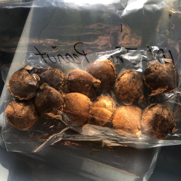 10x Seeds Giant Passionfruit Giant Granadilla, Rare, Exotic, Delicious ...