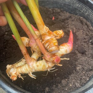 Fresh Whole Burdock Root, Gobo Root - Etsy