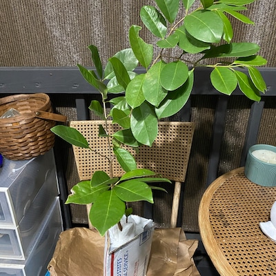 Inca Nut, Sacha Inchi plukenetia Volubilis Live Plant - Etsy