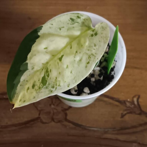 Cebu Ghost 2 Wet Sticks | NODES | Unrooted | Epipremnum Cebu Blue Ghost ...