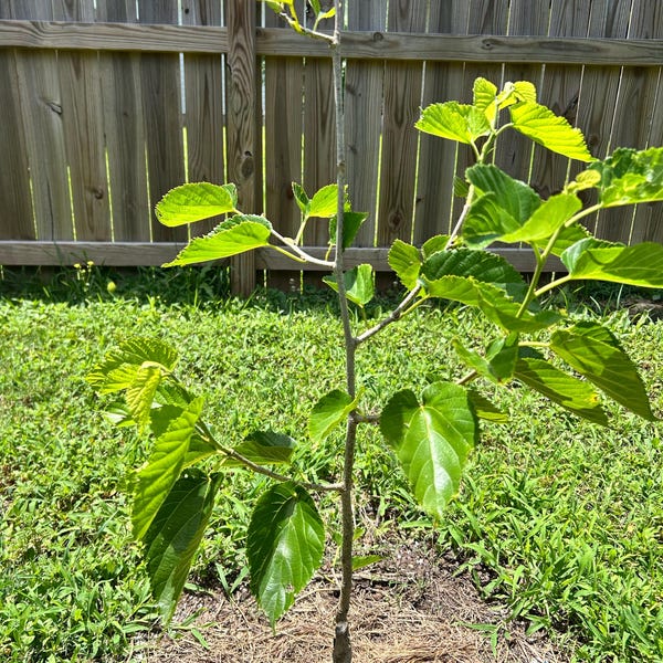 Rare 'seedless Taiwanese Ruby' Guava Airlayered Fruit Tree Delicious ...