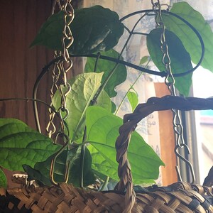 Flowerpotnursery Ruby Red Spikemoss Selaginella Erythropus - Etsy