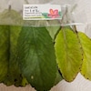 Leaf of Life Bryophyllum Pinnatum Kalanchoe Pinnata Plant LEAVES by Oz ...