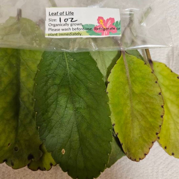 Leaf of Life - Bryophyllum Pinnatum - Kalanchoe Pinnata - Plant LEAVES ...