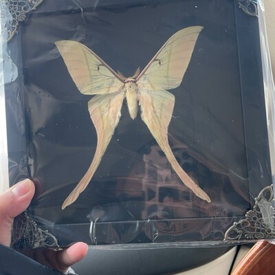 Real Framed Luna Moon Moth Shadow Box Butterfly Insect Frame Dried ...