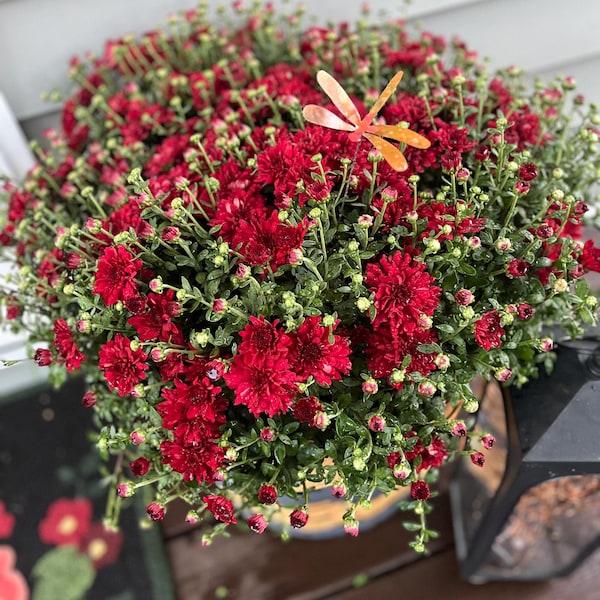 Copper 3 Piece Metal Cactus Set by Clever Goods Co Garden Decor, Garden ...