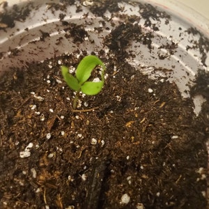 Korean Gochu Pepper Seeds - Etsy