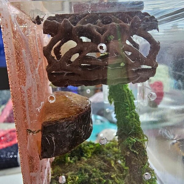 3D Printed Hollow Log Platform and Hide Jumping Spider Decor - Etsy