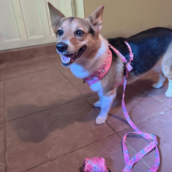 Adjustable Dog Harness for Extra Small Puppies to Large Dogs ...