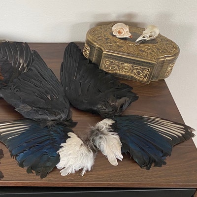 A Pair of Magpie Wings Perfect for Crafting. - Etsy