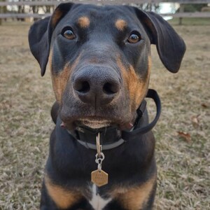 Mini Dog Tag for Dogs, the Bean, Dog Tag, Kidney Bean, Personalized ...