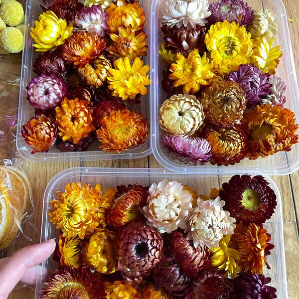 Preserved Lycopodium Bunchdried Princess Pine Grassdried Flowers ...