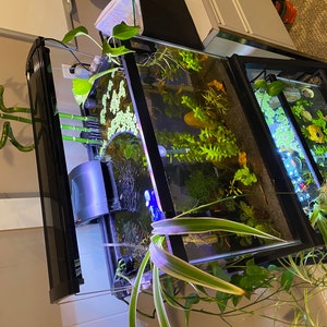 Poth-o-carry® Lily Holder Keep Peace Lilies Spider Plants - Etsy