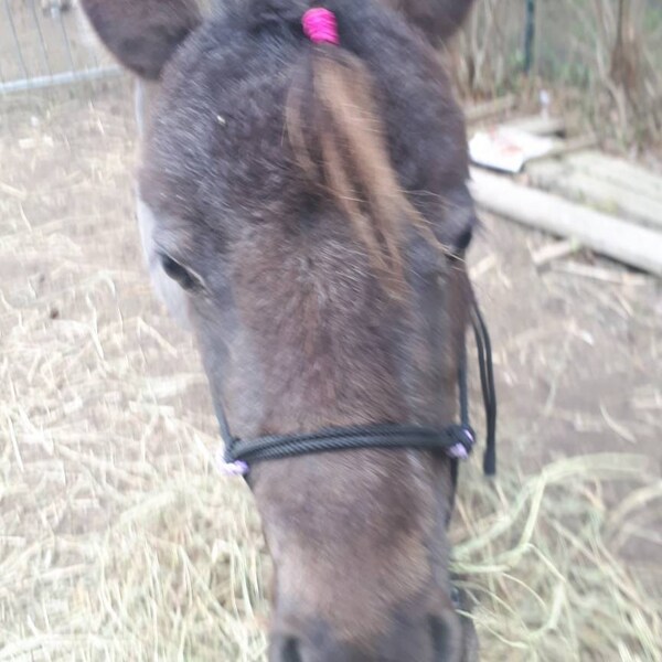 18ft Driving Line Black-horse Rope Lunge Line-horse Training Lunge Rope ...