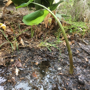 Curcuma ELATA Hidden Lily Ginger Flower Giant Plume Mature Rhizome W ...