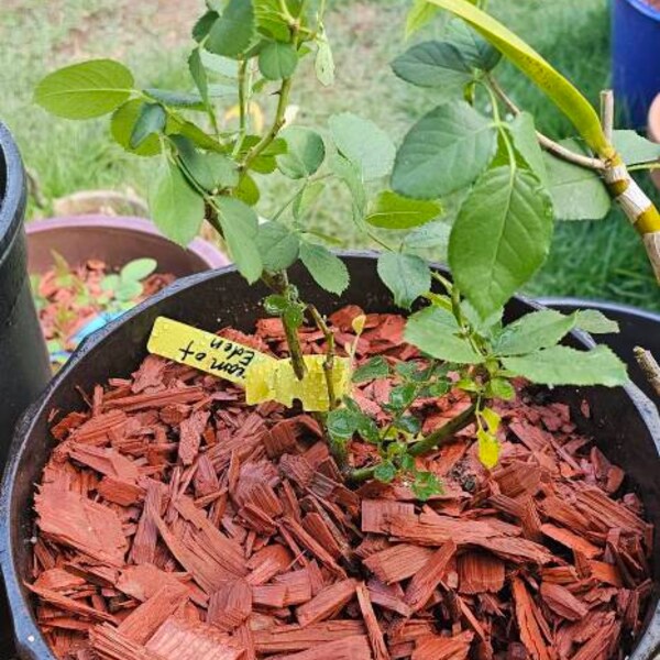 Rose【creamy Eden】creamy Folies| Meiheven| France Shrub| Cutting Rose ...