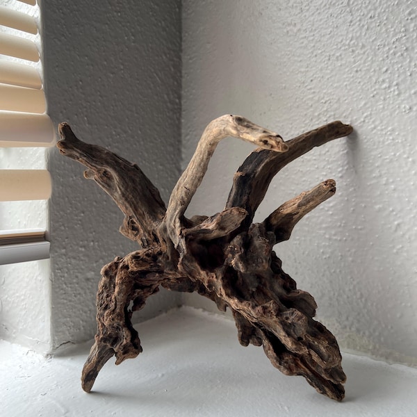 Windy Pods for Shrimp, Fish, Aquariums Craft Supplies Botanicals - Etsy