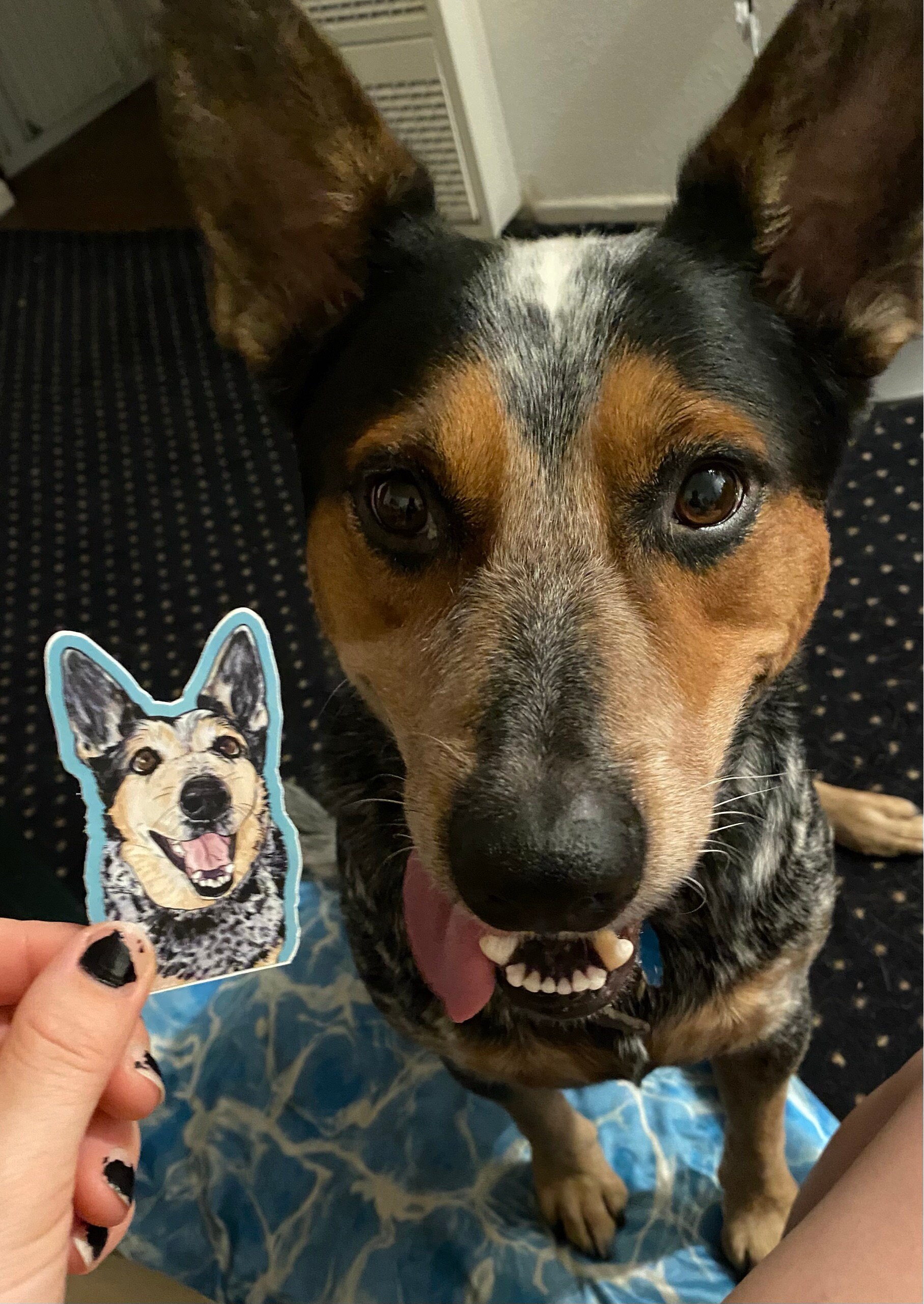 Blue Heeler Sticker Australian Cattle Dog Illustrated Vinyl | Etsy