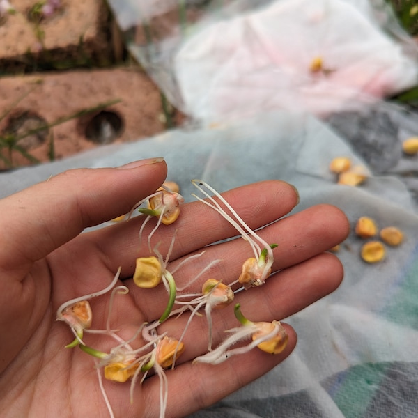 Fuzzy Gourd Seeds, Hairy Gourd, Jointed Gourd, Hạt Giống Bí Đao Chanh 7 ...