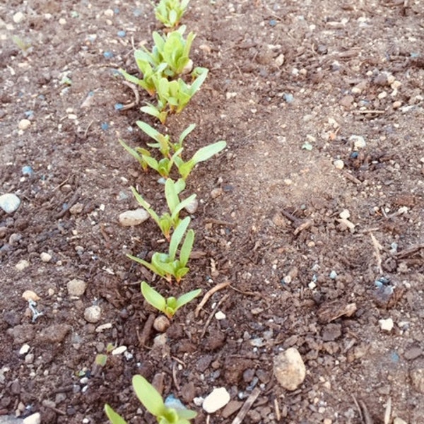 DOUBLE BUTTERFLY SNAPDRAGON Flower Seeds Bronze Antirrhinum Rare Snap ...