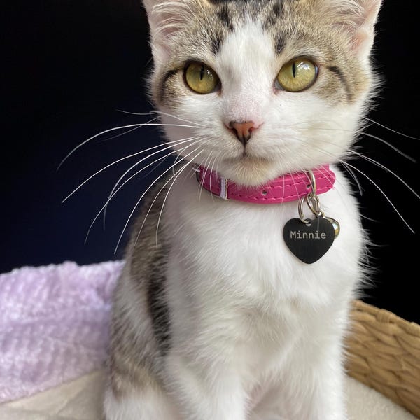 Dog Bone Shaped Engraved Dog Tag Gold Stainless Steel Personalized Dog ...