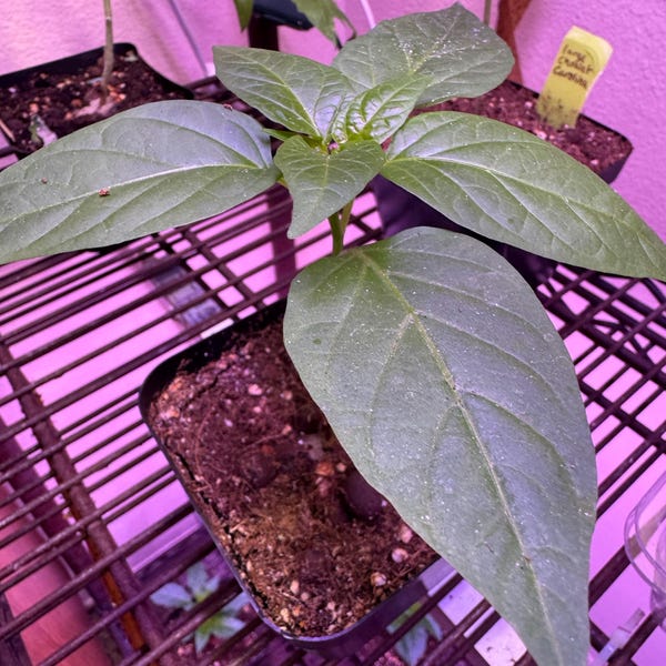 Purple Peach Carolina Reaper Rare Pepper Seeds Premium Packet - Etsy