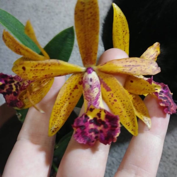 Orchid Blc. Rustic Spots - Potted - Etsy