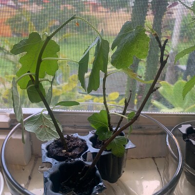 Clematis Proteus Live Plant in a 4 Inch Growers Pot Clematis 'proteus ...