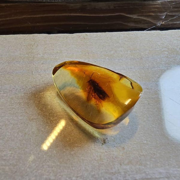Baltic Amber Inclusion 9486 Nice Beetle in Clear Stone, Good for ...