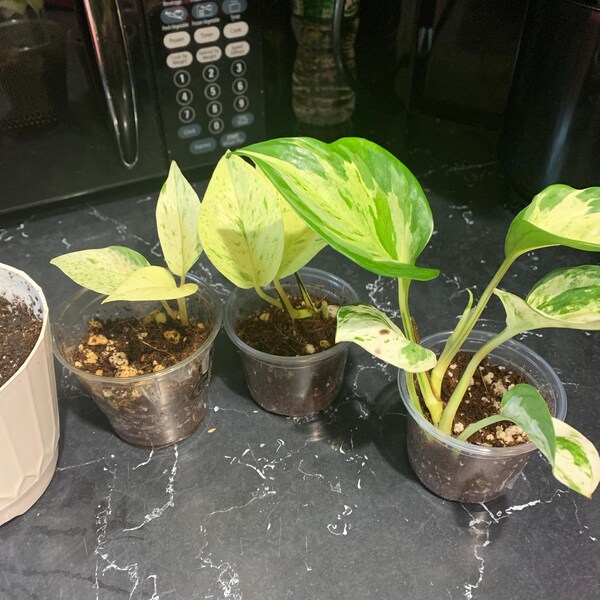 Potho Manjula High Viraigation Rare, Cuttings & Established Plants - Etsy