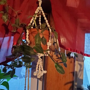 Sea Shell Hanger, Holds a 3 to 4" Pot or Sea Shell - Etsy