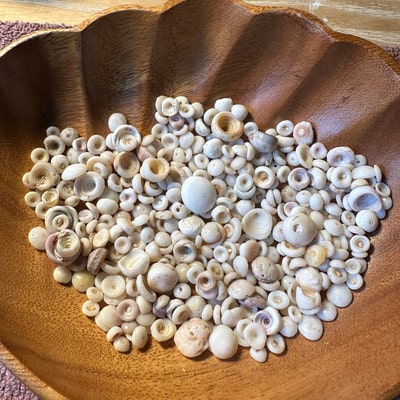15 Rare Hawaiian Miter Seashells - Etsy
