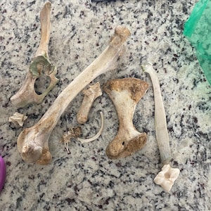 Deer Leg Bones Set of 4 - Etsy