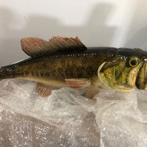 8 or 14or 18 Artificial Bass Fish Figure - Etsy